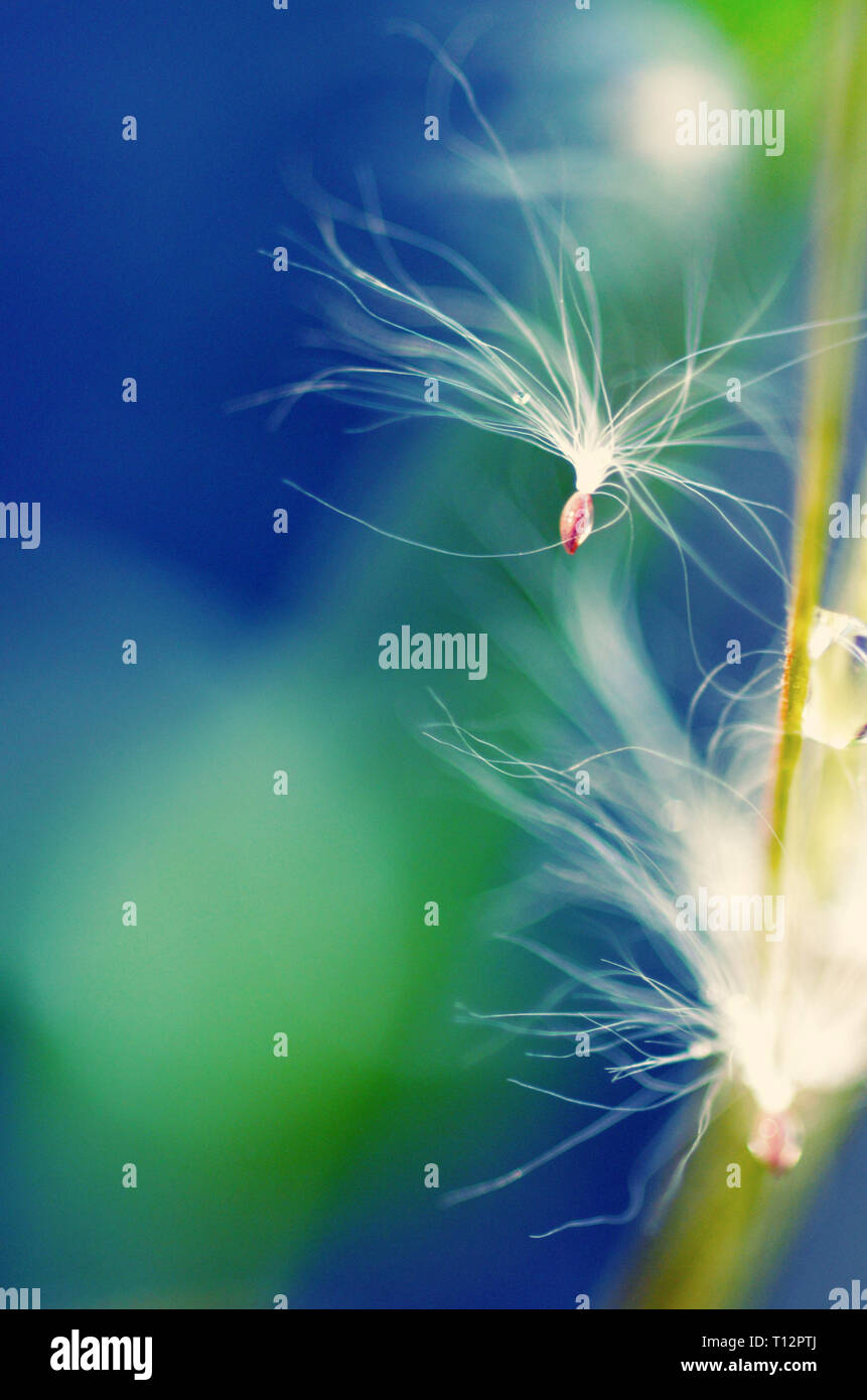 Flying natur hi-res stock photography and images - Alamy