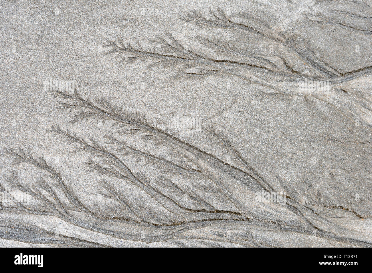 Sedimentary fluid sand flows/, Mars-like water fluvial ridge patterns ...