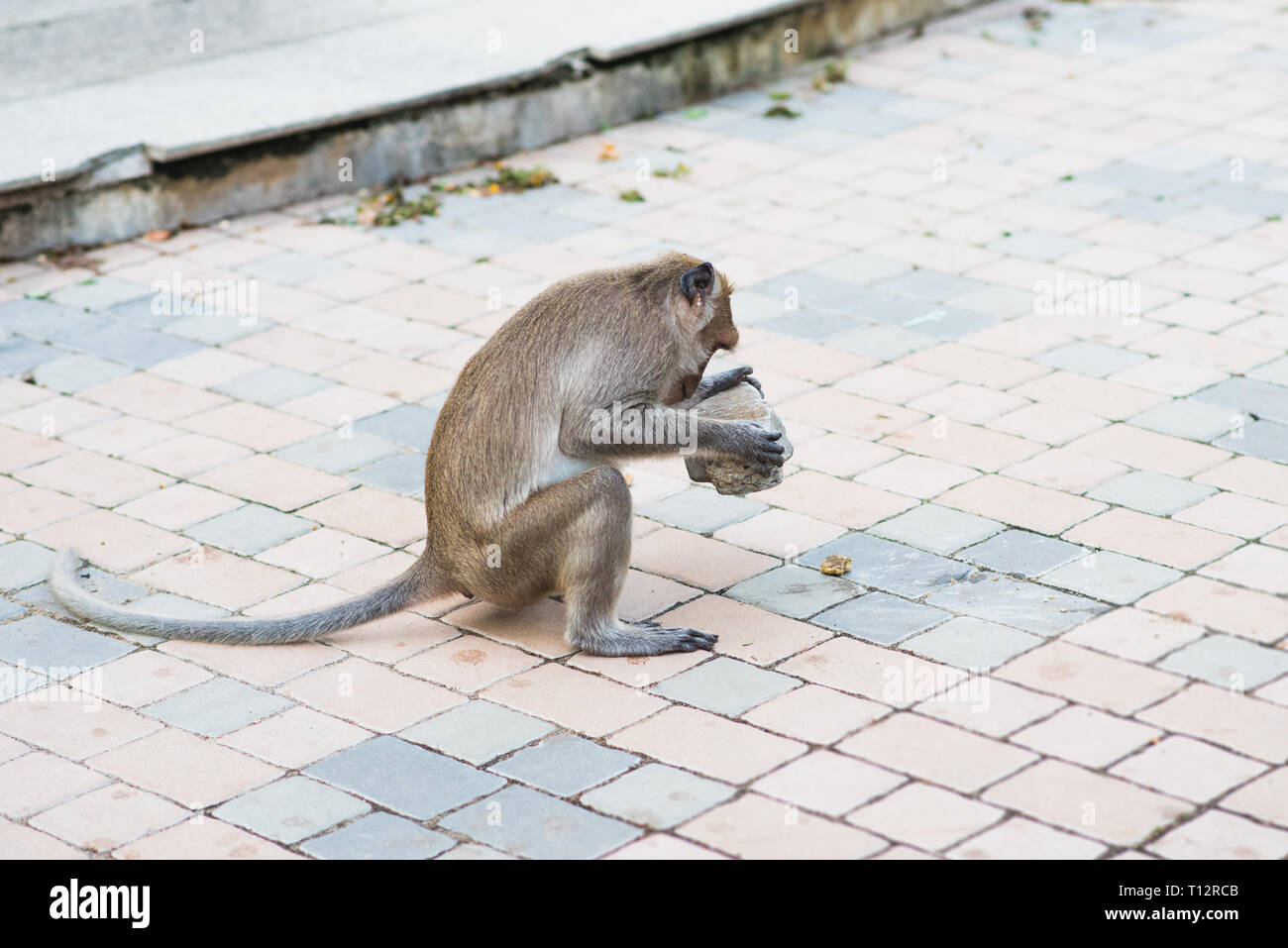 Monkey tool animal hi-res stock photography and images - Alamy
