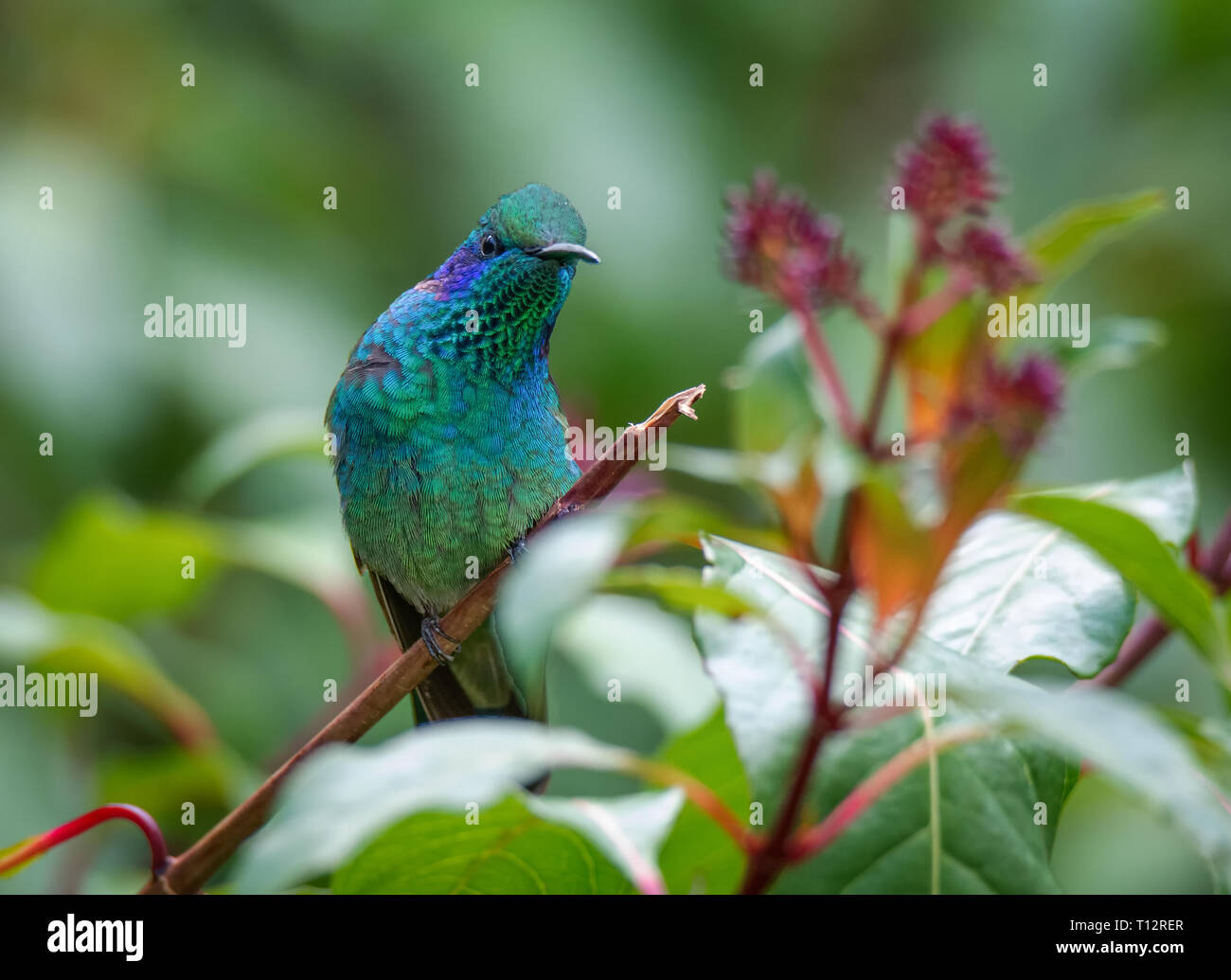 Lesser Violetear Hummingbird cranes it neck to the side exposing ...
