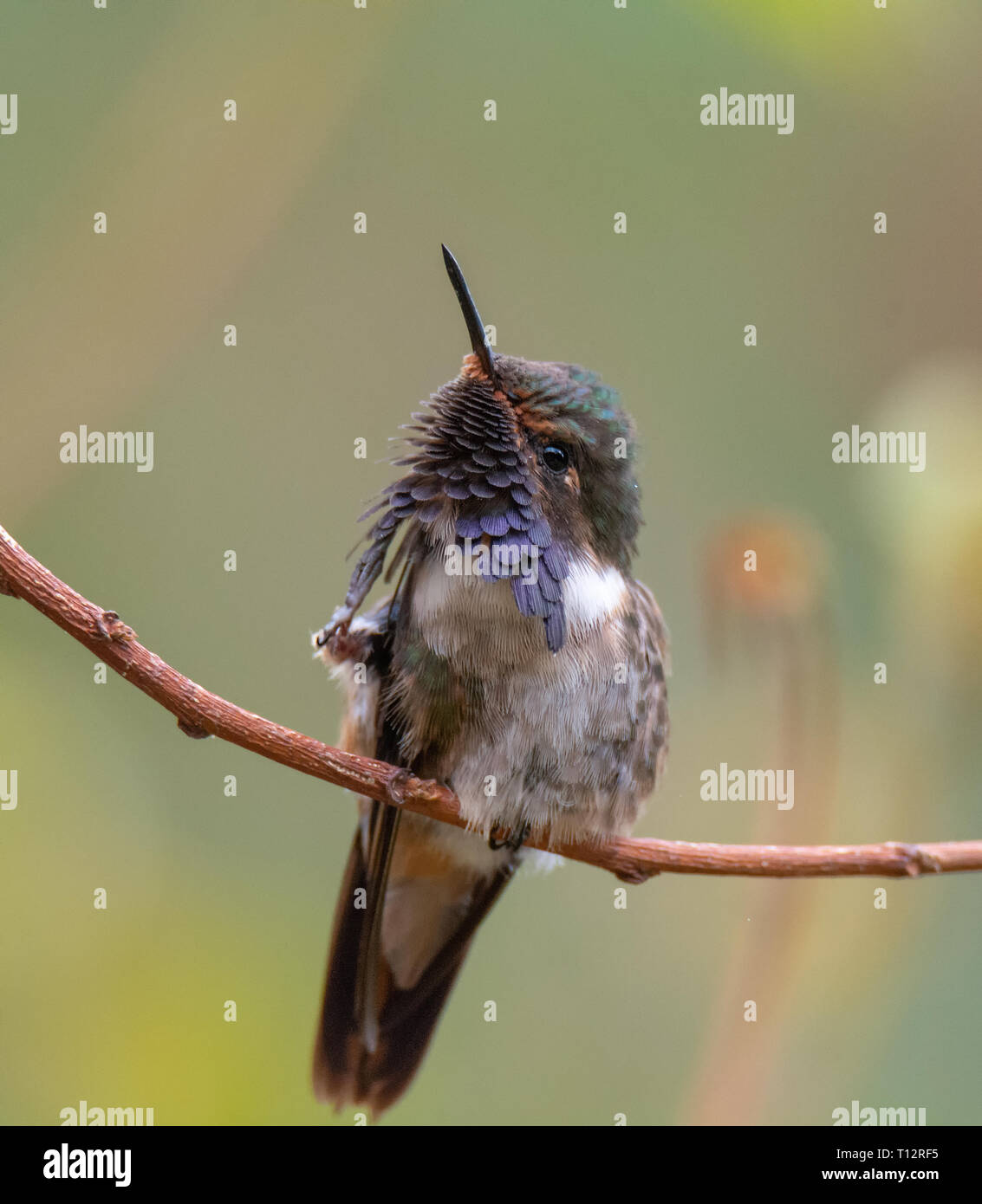Fluffed out feathers hi-res stock photography and images - Alamy