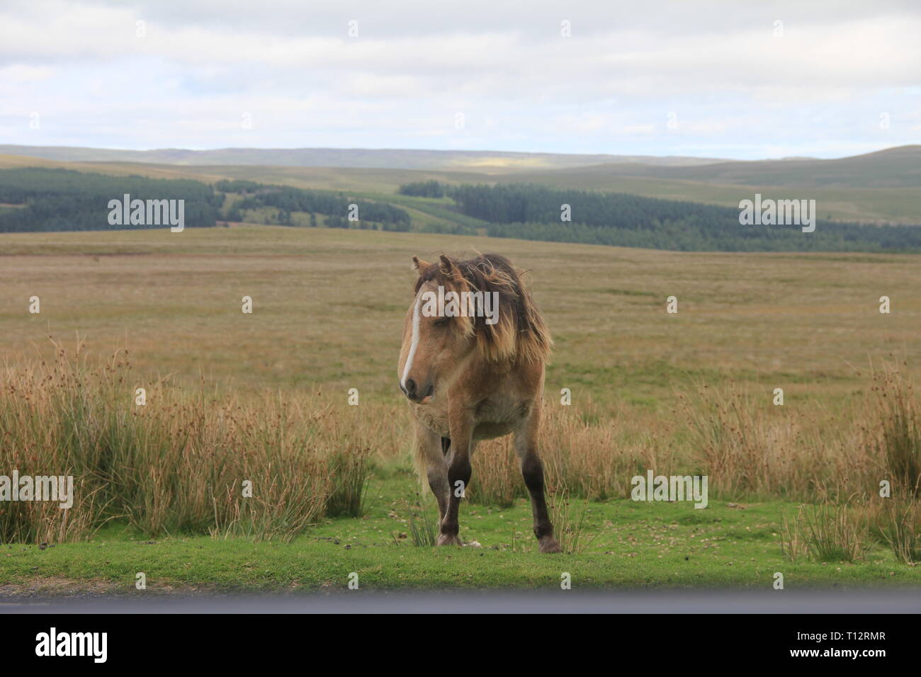 Green desert of wales hi-res stock photography and images - Alamy