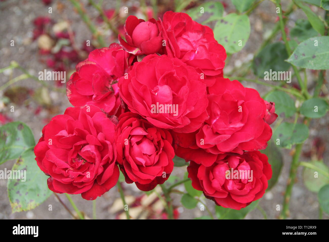 Large roses form hi-res stock photography and images - Alamy