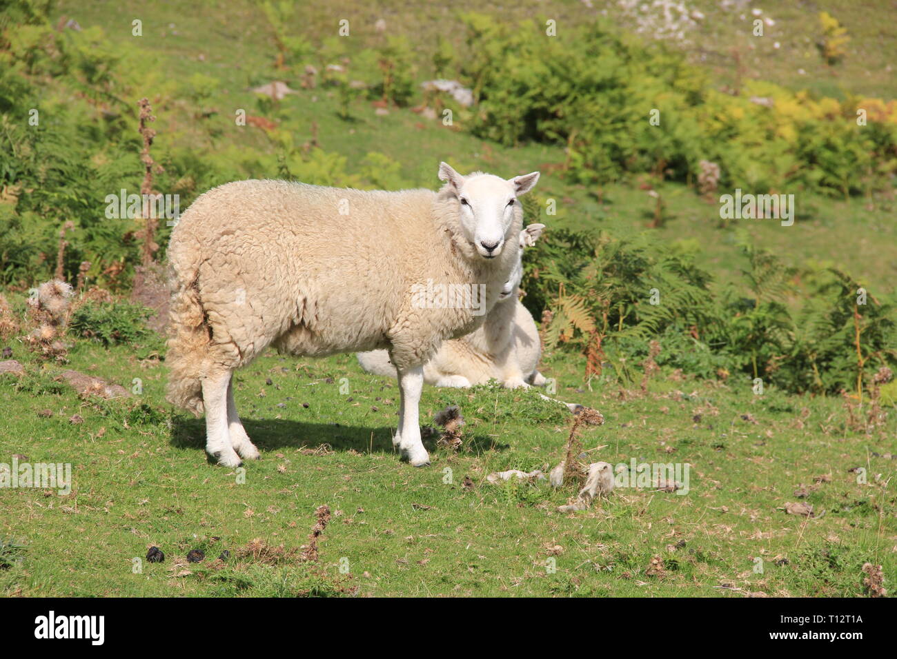 Powis Castle, Wales. United Kingdom Stock Photo - Alamy
