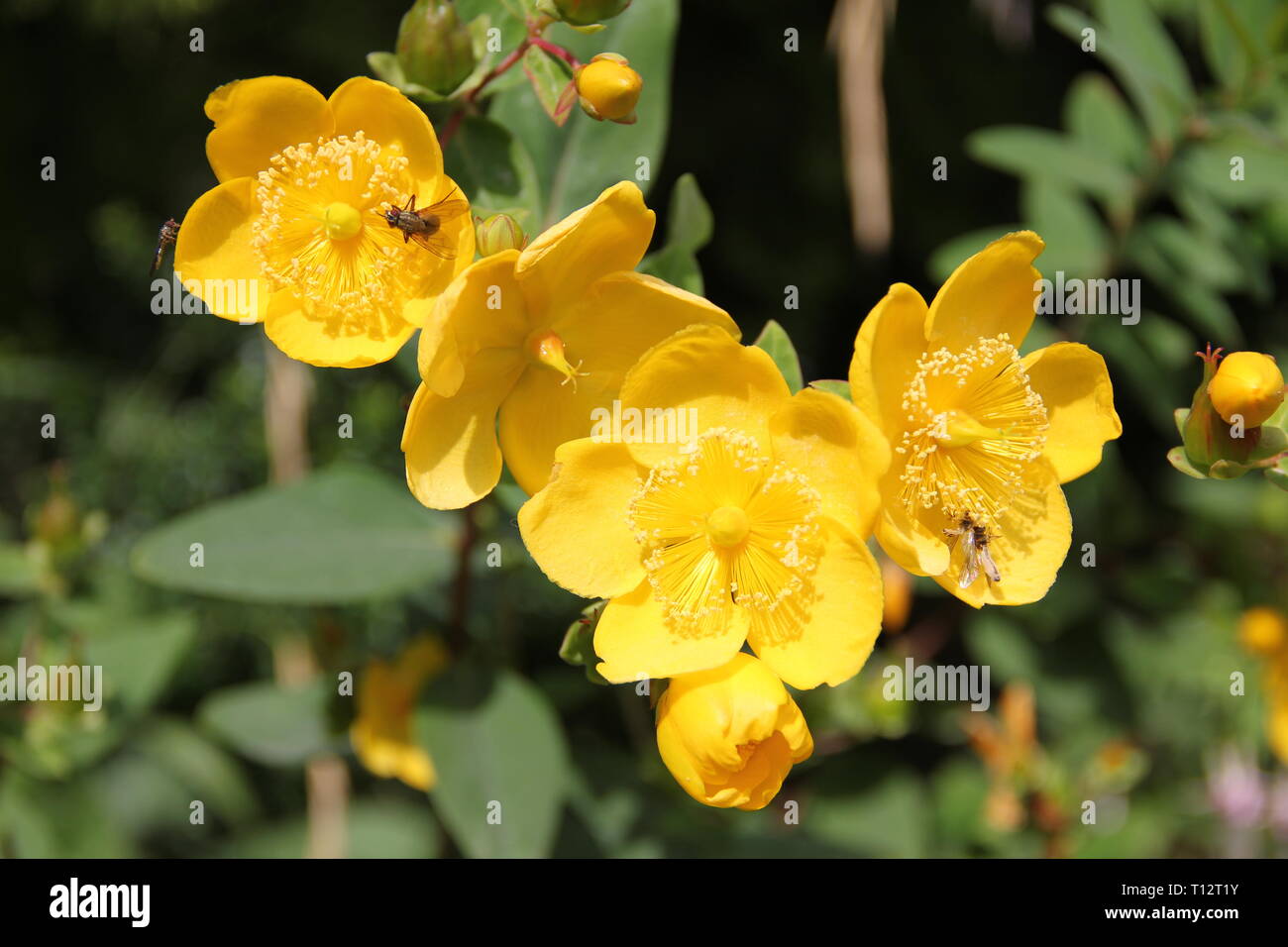 Powis castle national trust hi-res stock photography and images - Alamy