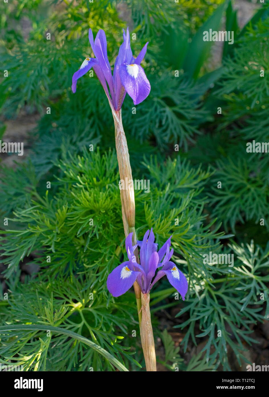 Purple dwarf iris blooming hi-res stock photography and images - Alamy