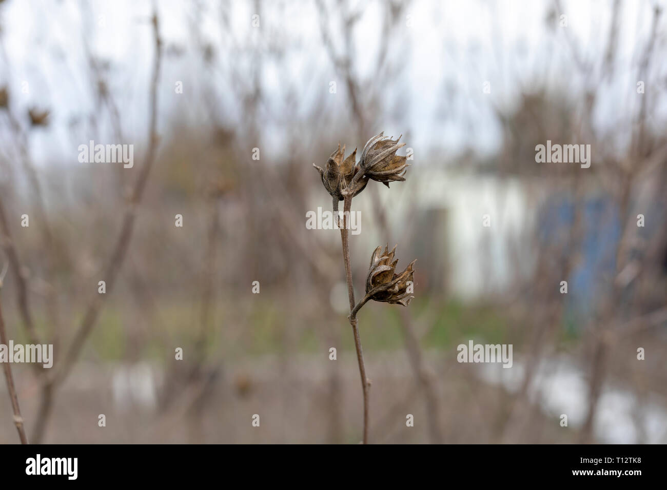 Dead rose bush hi-res stock photography and images - Alamy