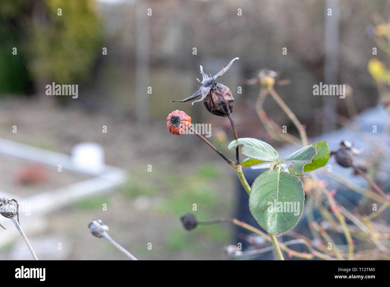 Dead rose bush hi-res stock photography and images - Alamy