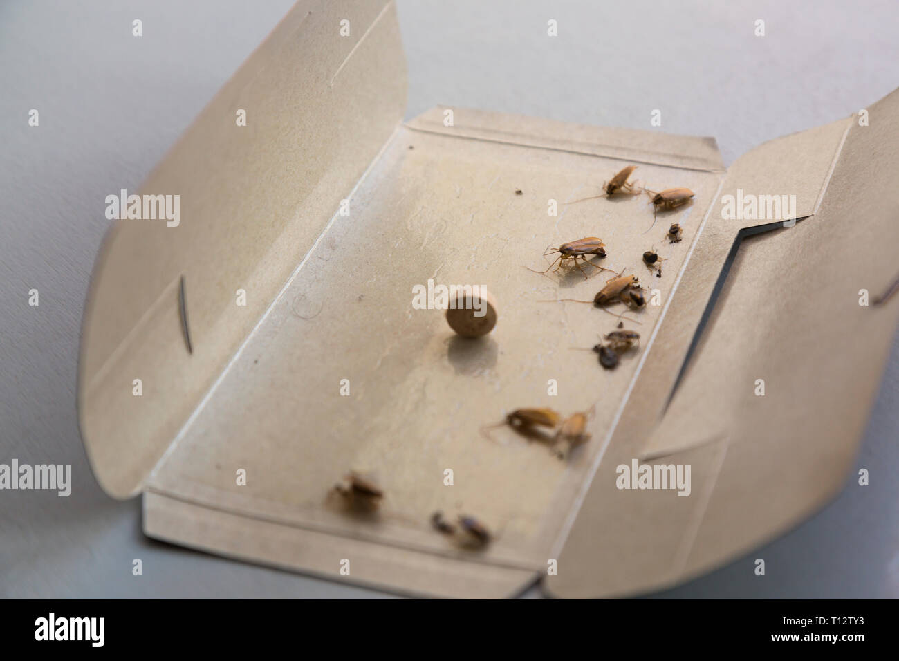 Cockroaches at home in an insect sticky trap Stock Photo - Alamy
