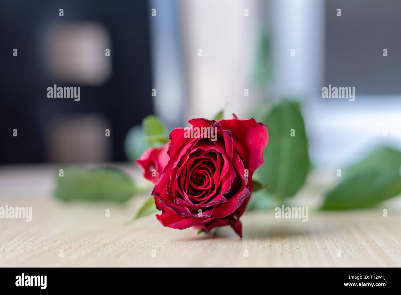 house indoor with beautiful red roses Stock Photo - Alamy