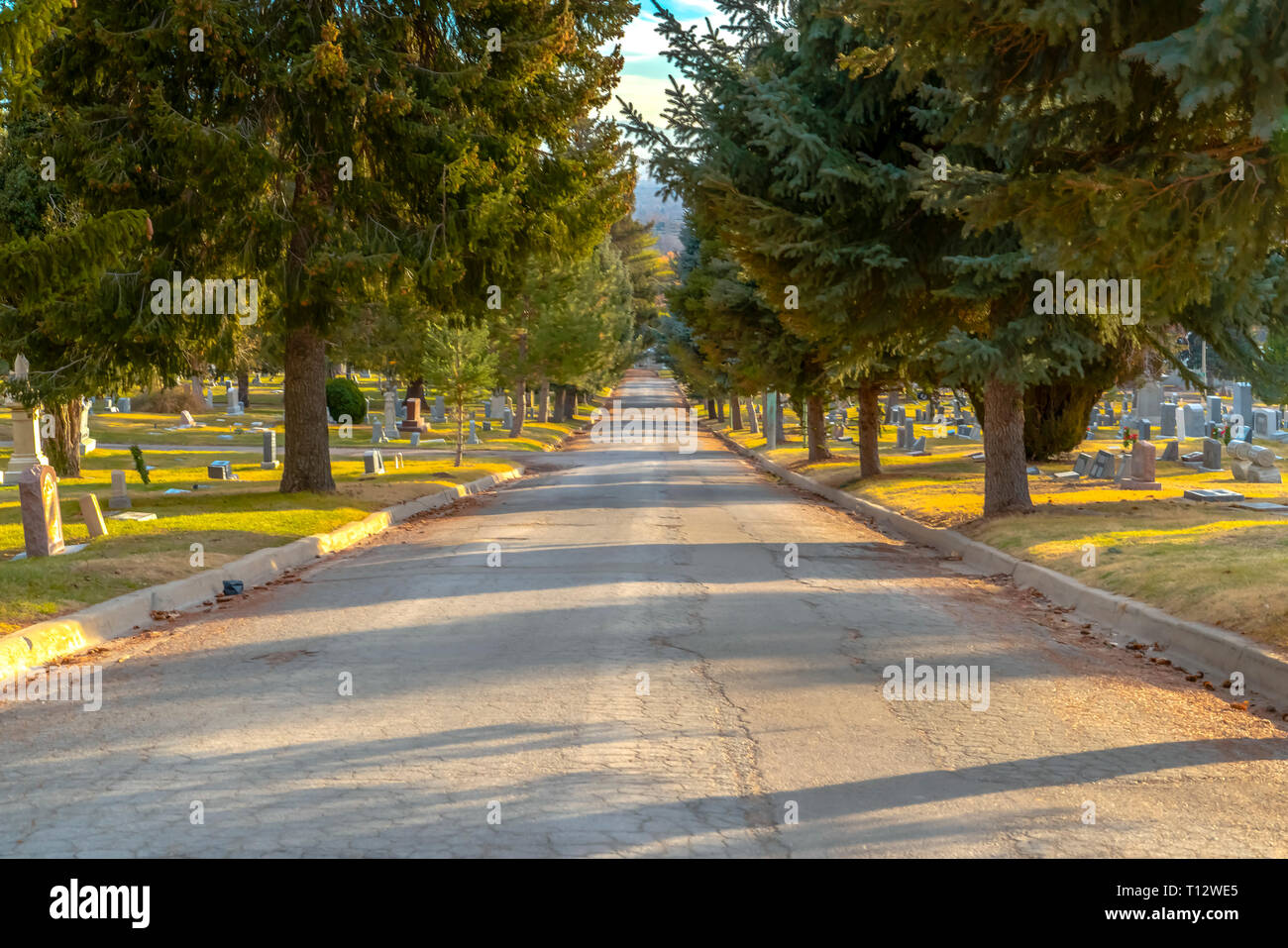 Road lined with trees at a cemetery on a sunny day. Road at a cemetery ...