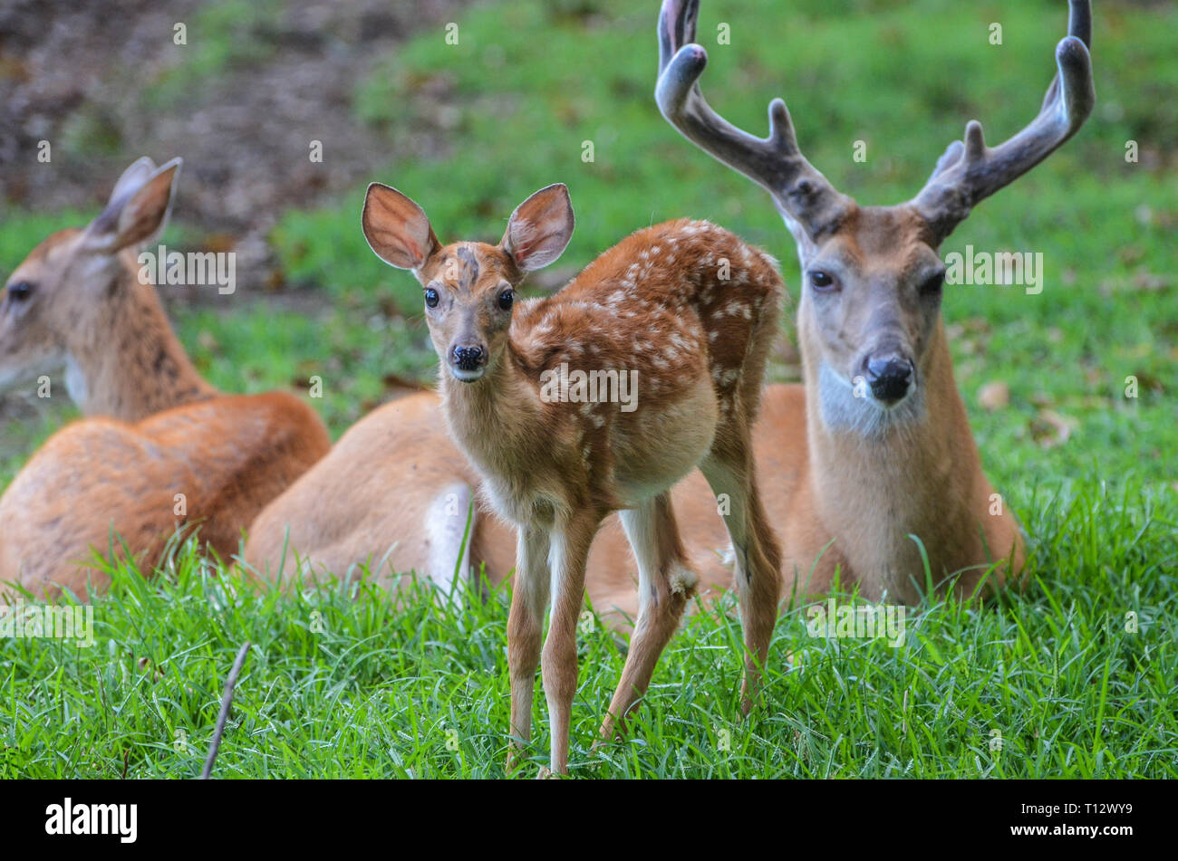 Whitetail buck and doe hi-res stock photography and images - Alamy