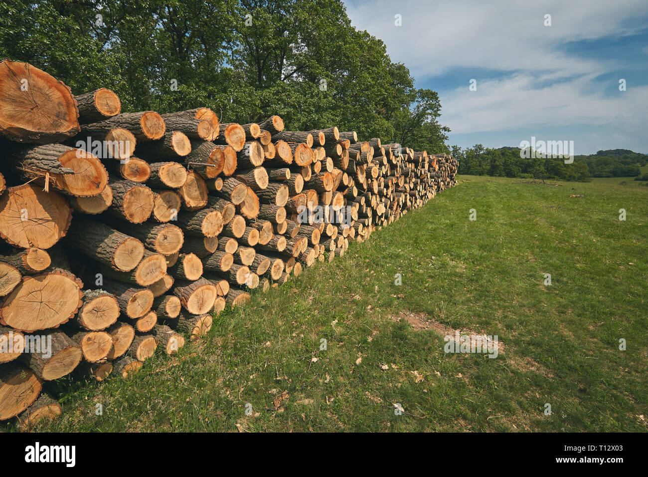 Oak piles hi-res stock photography and images - Alamy