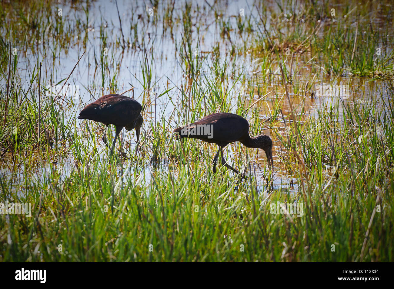 Two glossy ibis on the wetland in Spanish a national park in Catalonia ...
