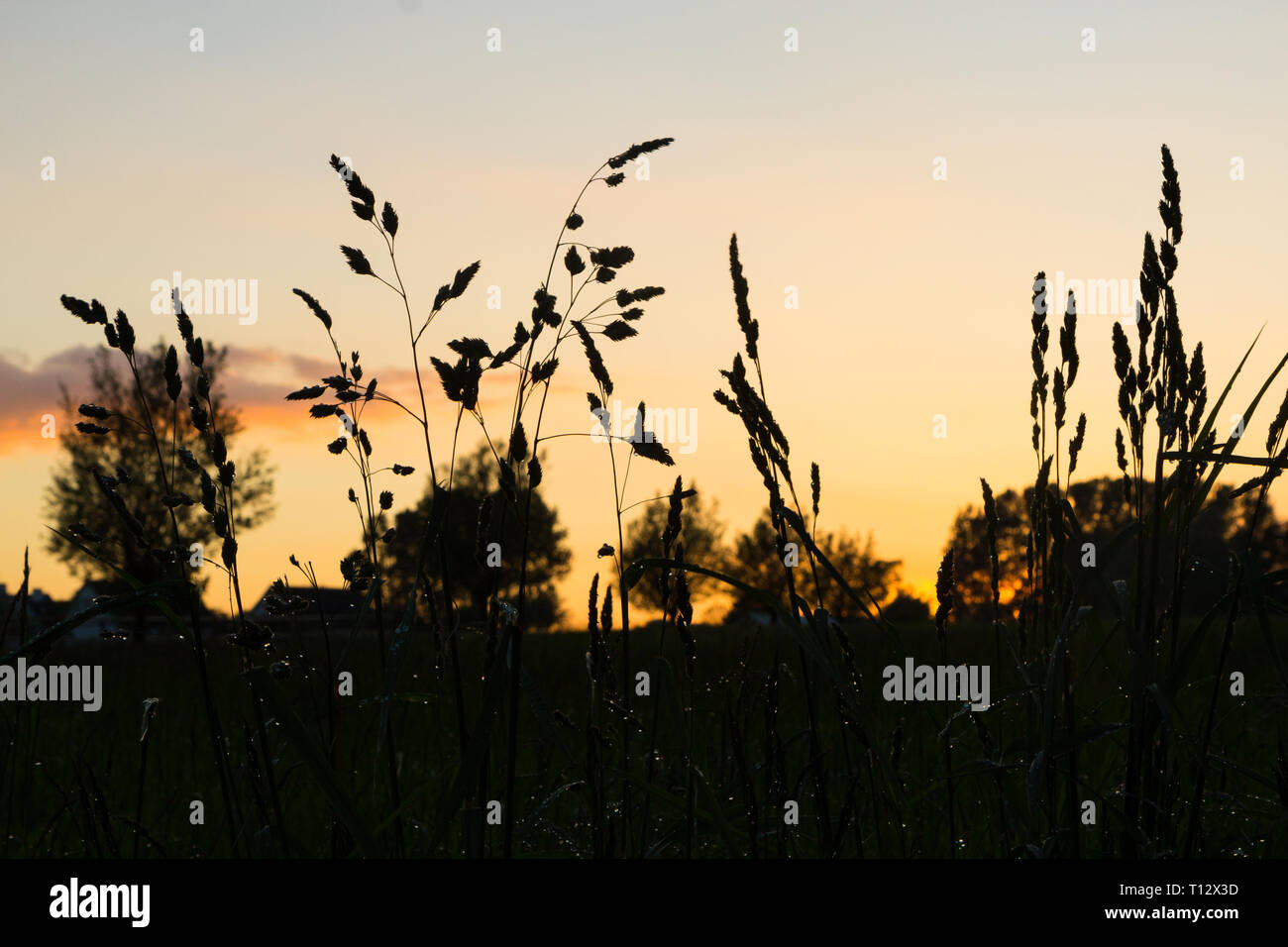 grass against sunset sky - summer sunset Stock Photo - Alamy