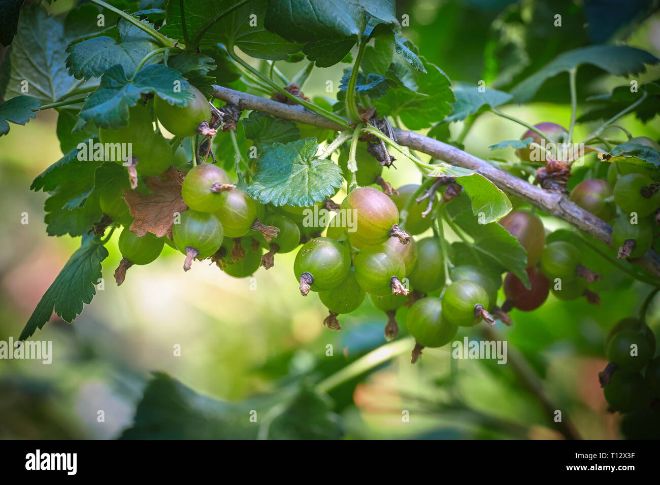 Gardening of gooseberry hi-res stock photography and images - Alamy