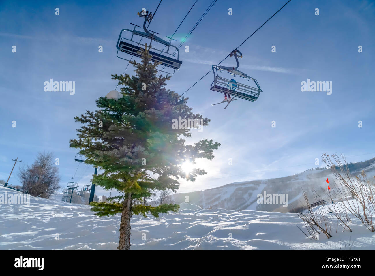 Tree under ski lifts against snow and sky in Utah Stock Photo - Alamy