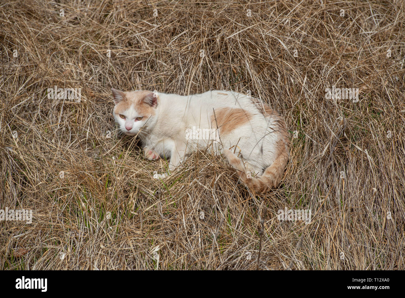 cat crouched among the undergrowth Stock Photo - Alamy