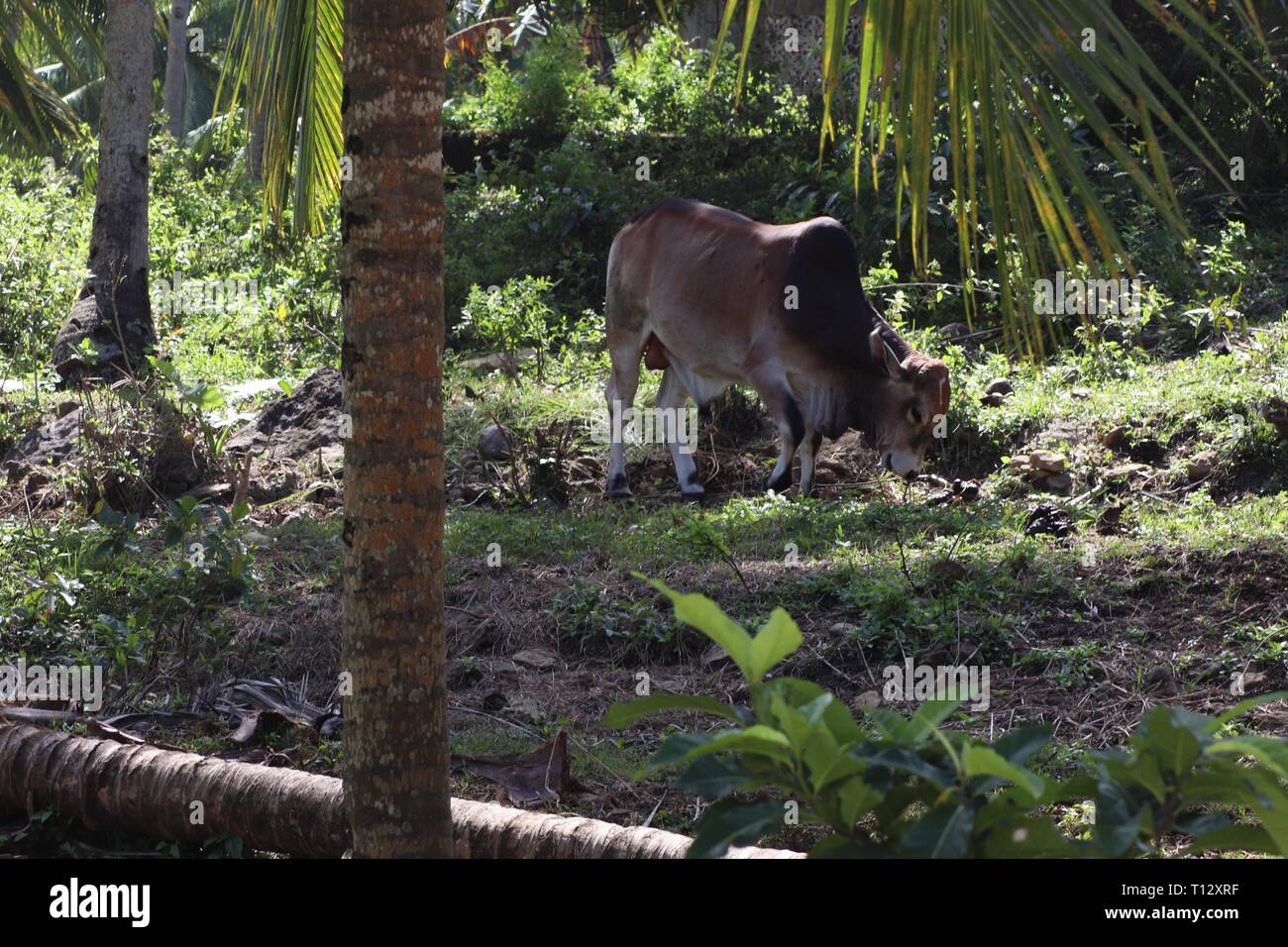Brahman breed of cattle hi-res stock photography and images - Alamy