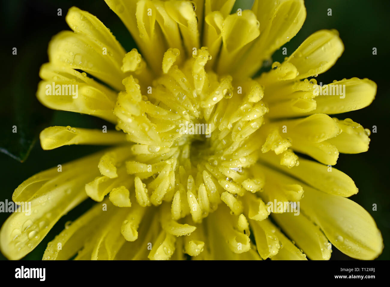 Krisant hi-res stock photography and images - Alamy