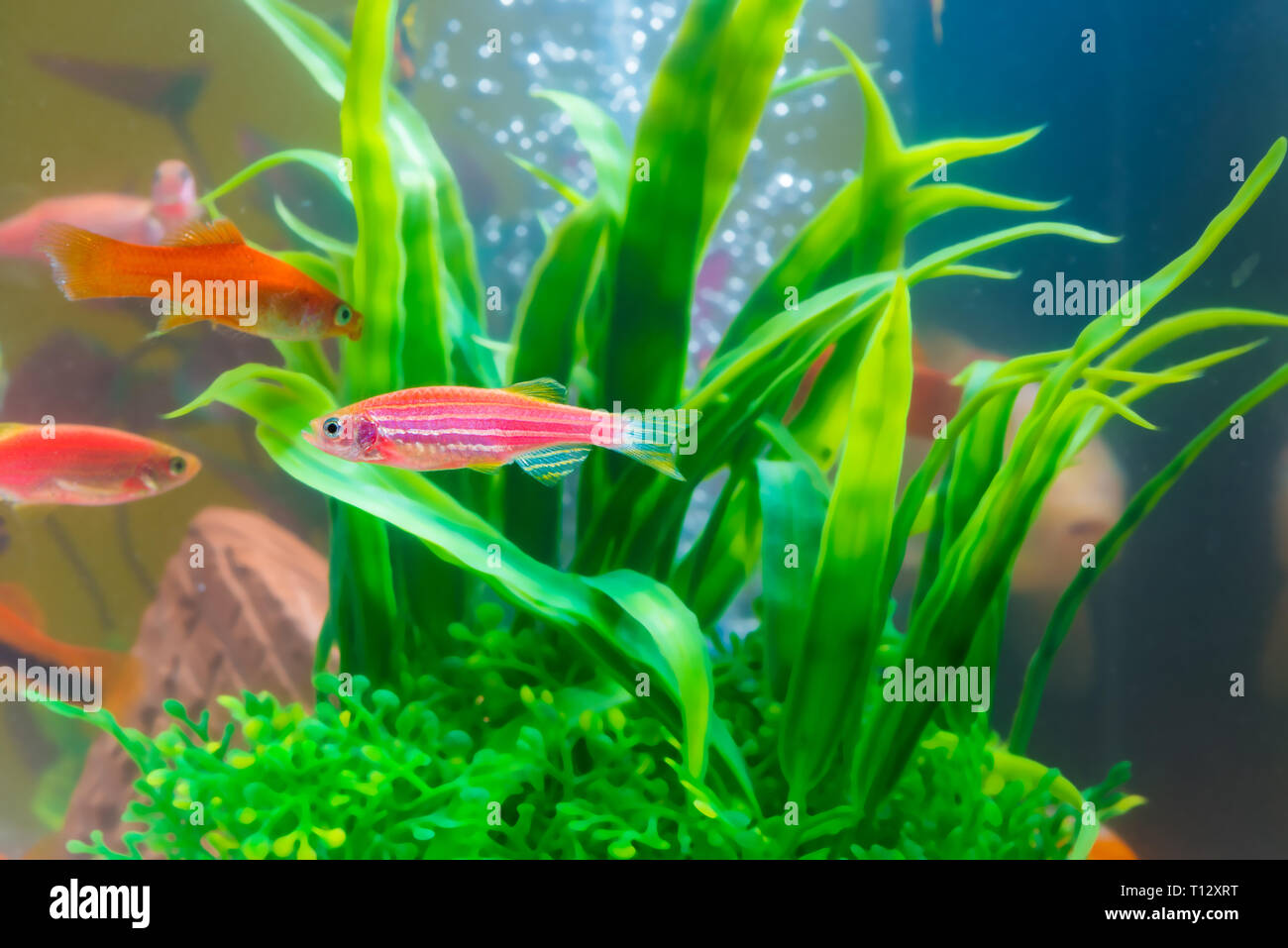 Little red fish with green plant in fish tank or aquarium underwater ...