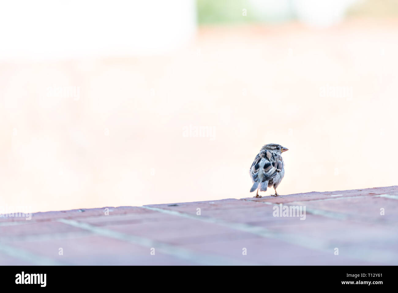 One house sparrow bird perched on roof in old town market square in ...