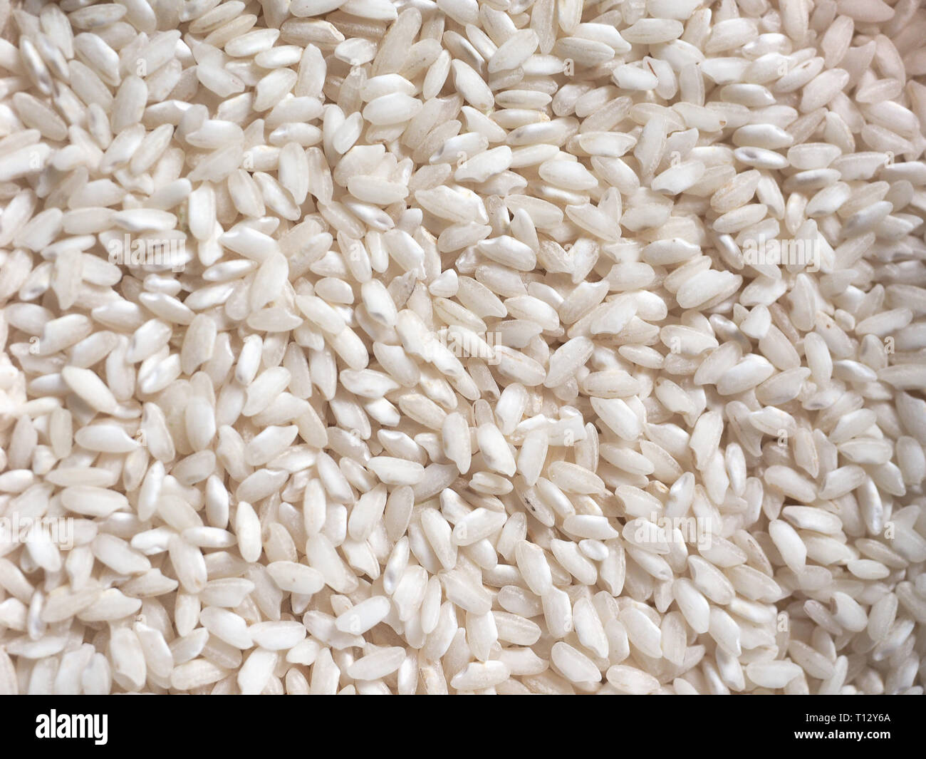 carnaroli rice, medium grained rice grown in The Pavia, Novara And ...