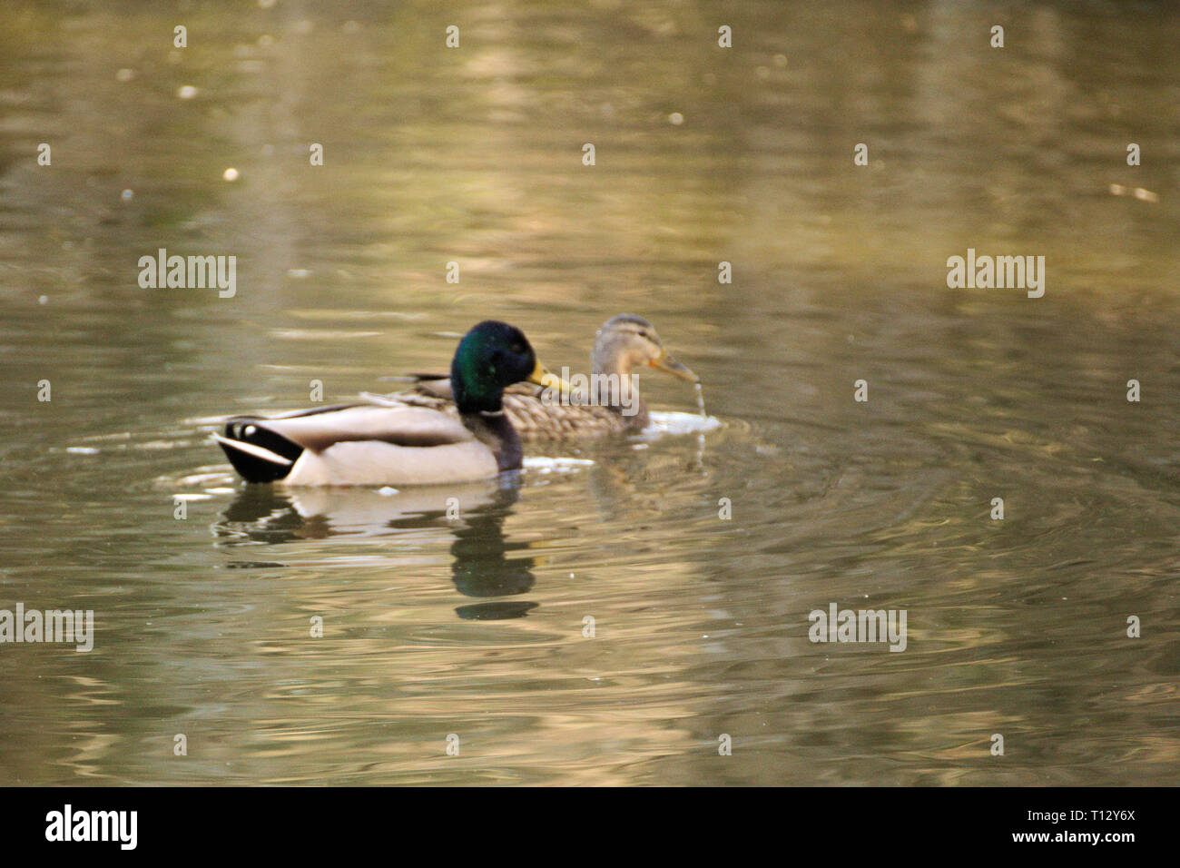 Mallard duck drake females hi-res stock photography and images - Alamy