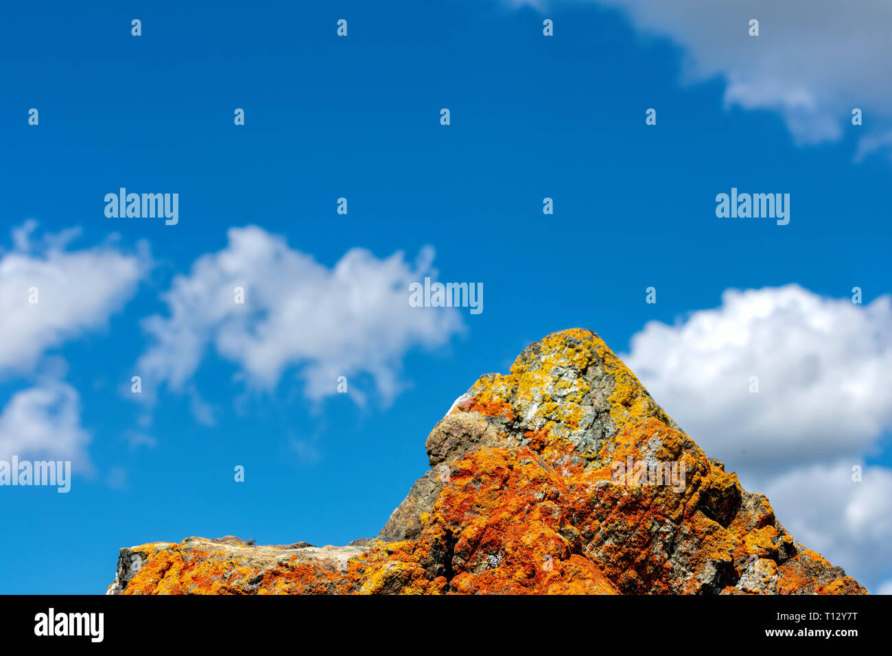 Close up of sharp grey rock covered with bright colored yellow, orange ...