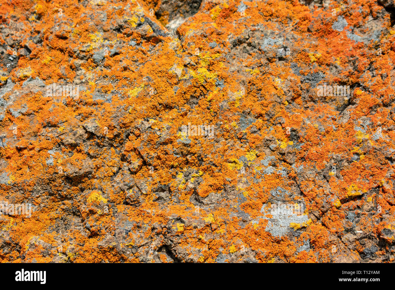 Close up. Orange and yellow rusty looking bright and vibrant colored ...