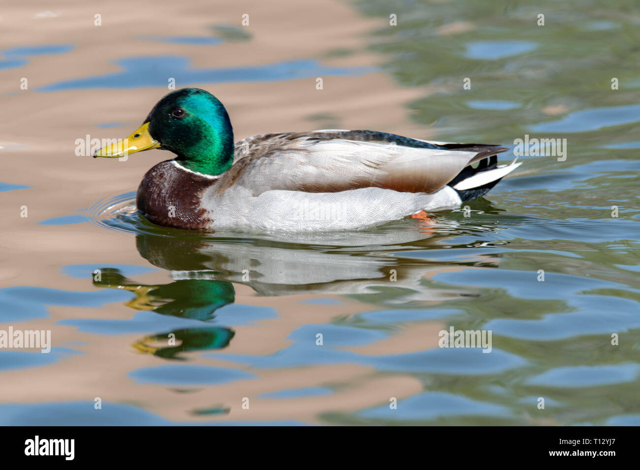Male Green mallard duck (Anas platyrhynchos Stock Photo - Alamy