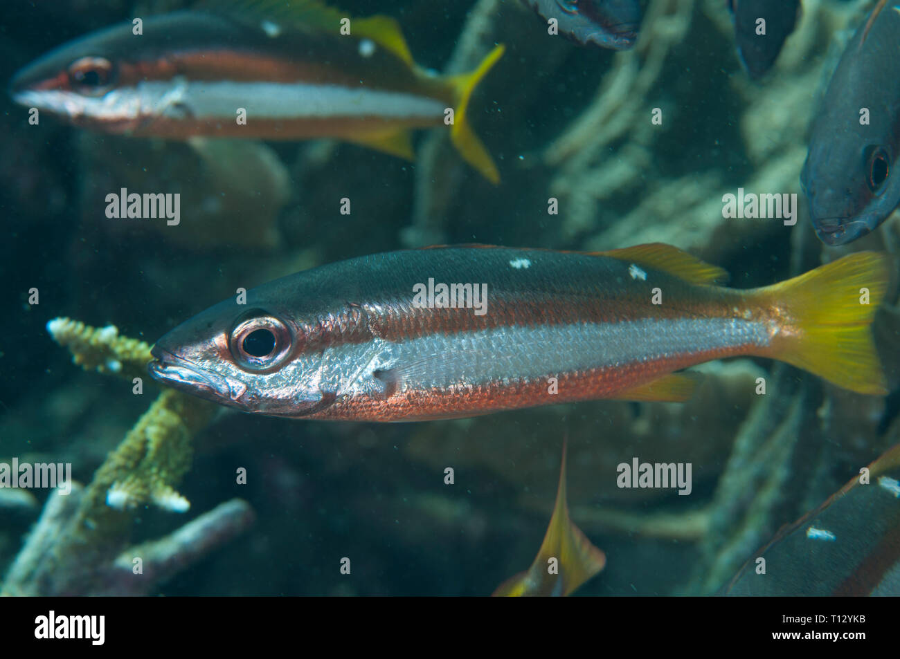 Two spot snapper lutjanus biguttatus hi-res stock photography and ...