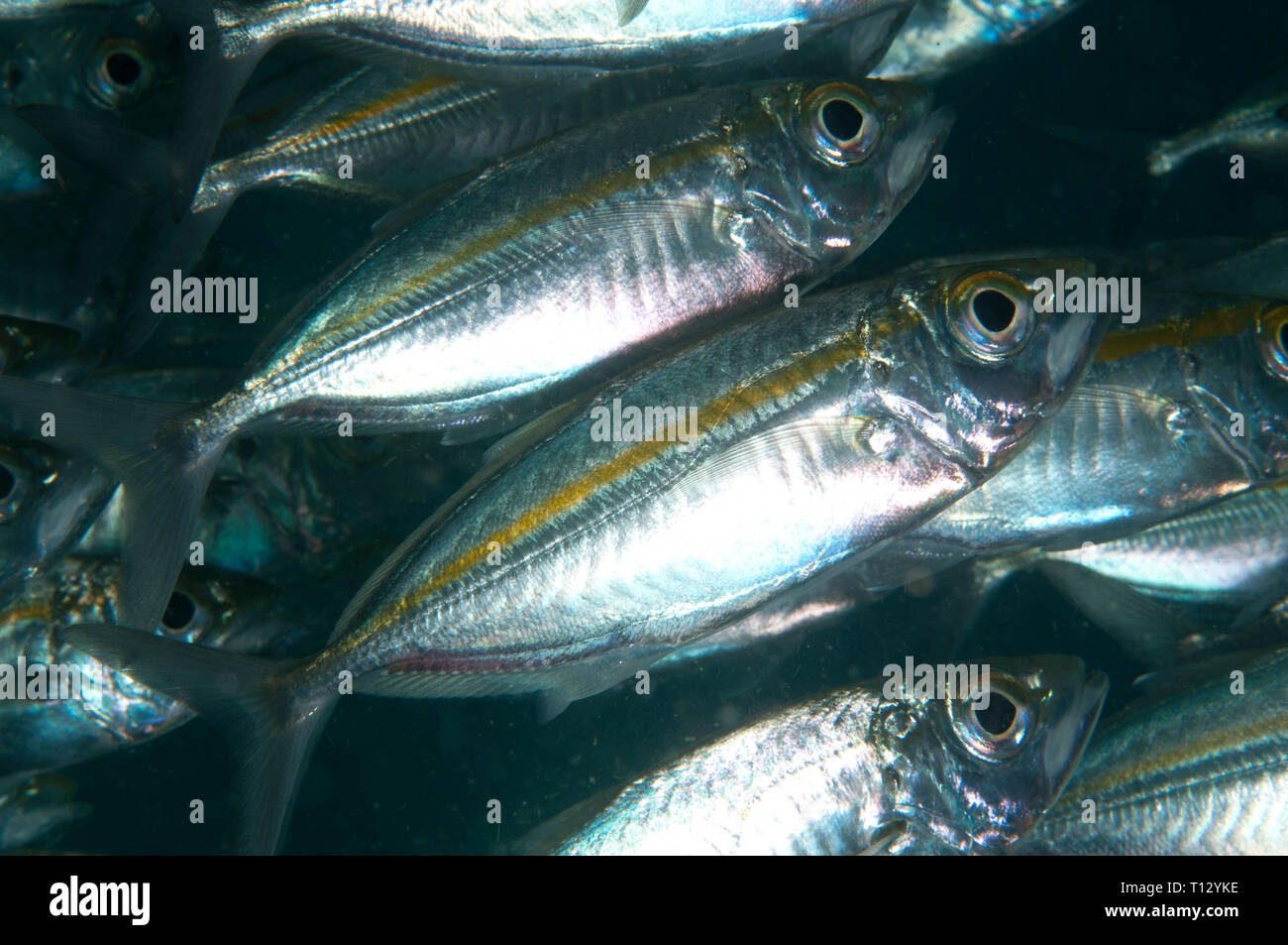 Yellowstripe Scad High Resolution Stock Photography and Images - Alamy