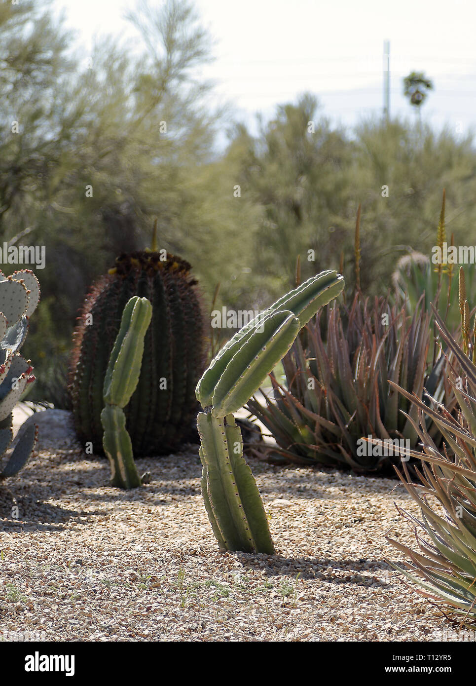 Beautiful landscape with Mexican Fence Post Cactus (Pachycereus ...