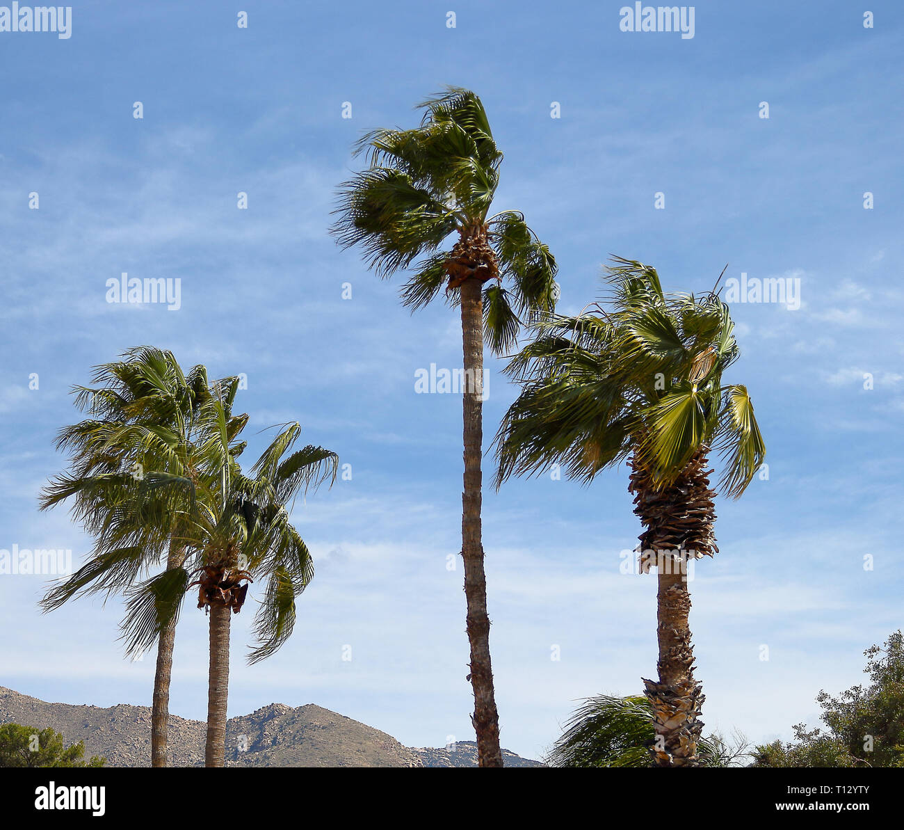 Tree blowing in the wind hi-res stock photography and images - Alamy