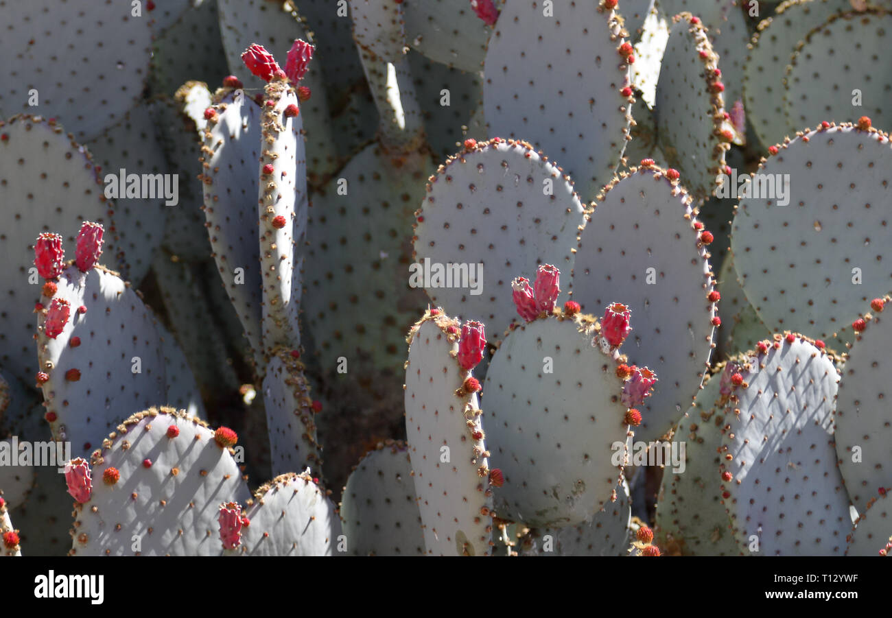 Arizona Tucson Cactus Garden High Resolution Stock Photography and ...
