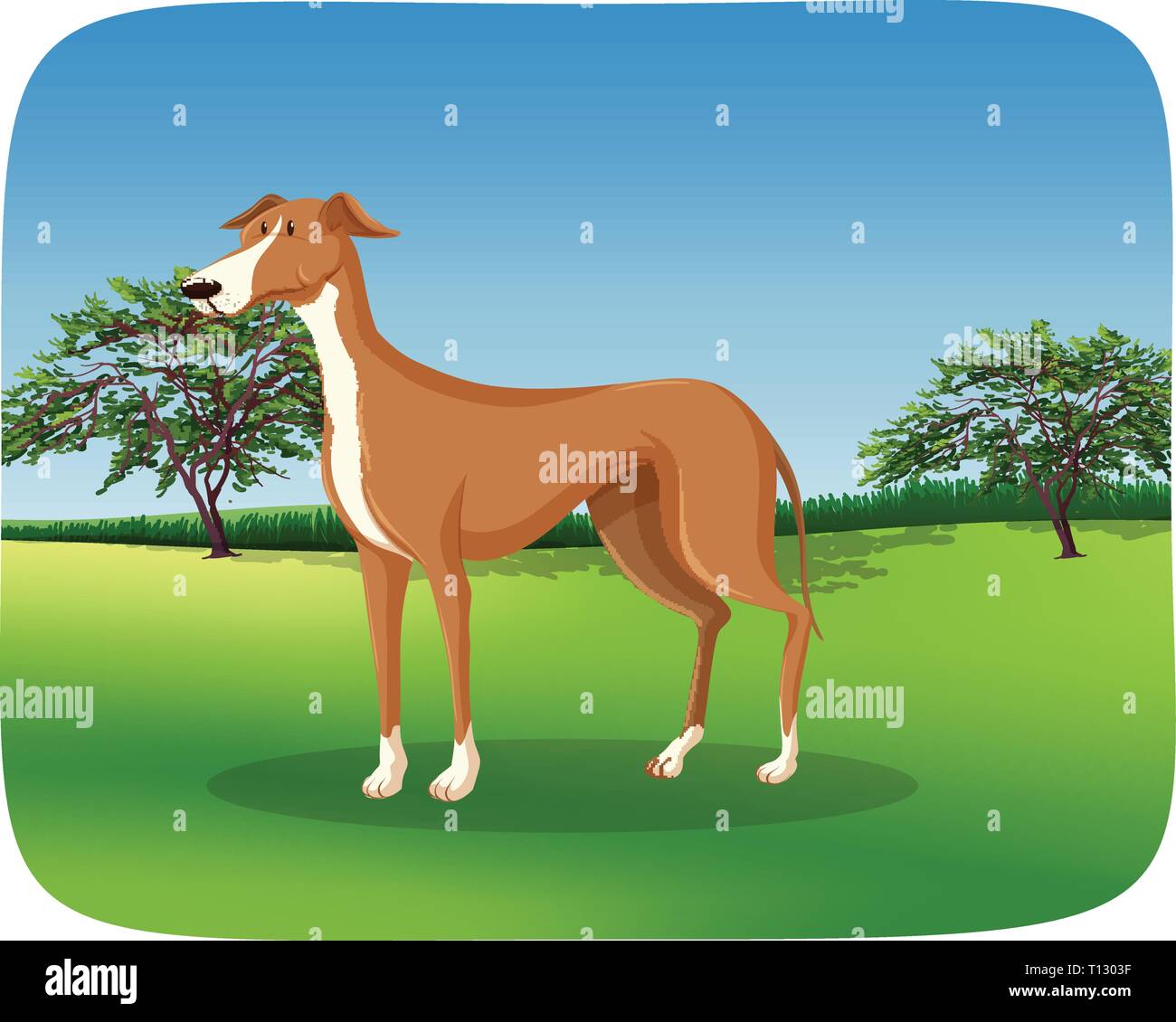Greyhound Dog Cartoon Illustration High Resolution Stock Photography ...