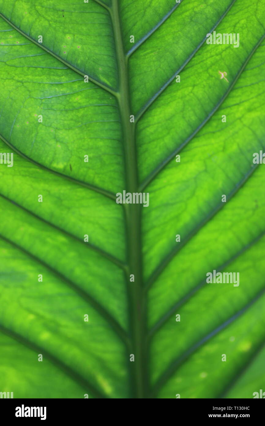 Deep green color hi-res stock photography and images - Alamy