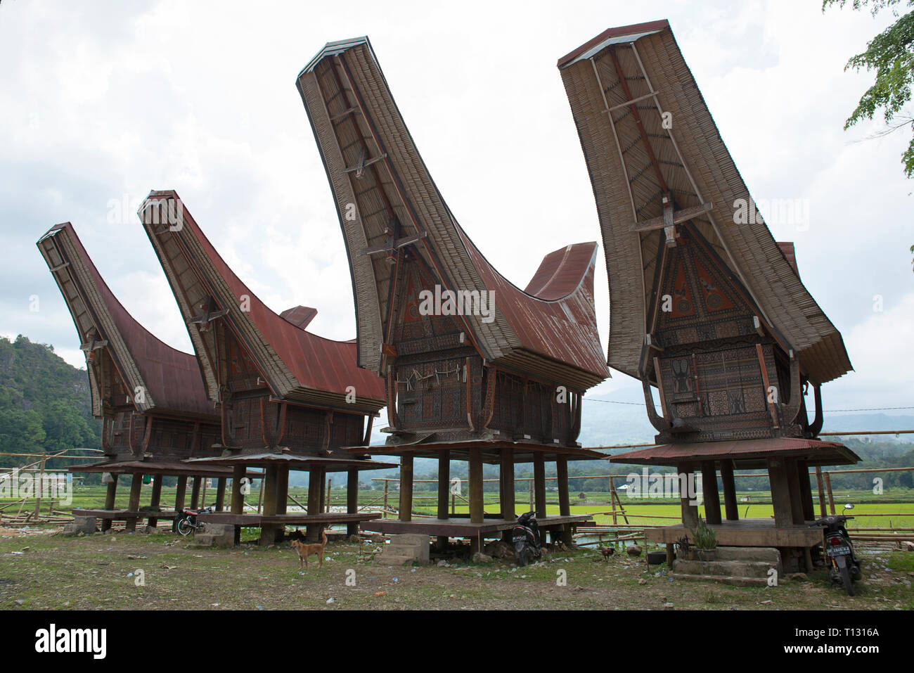 Tongkonan houses, traditional Torajan buildings, Tana Toraja is the ...