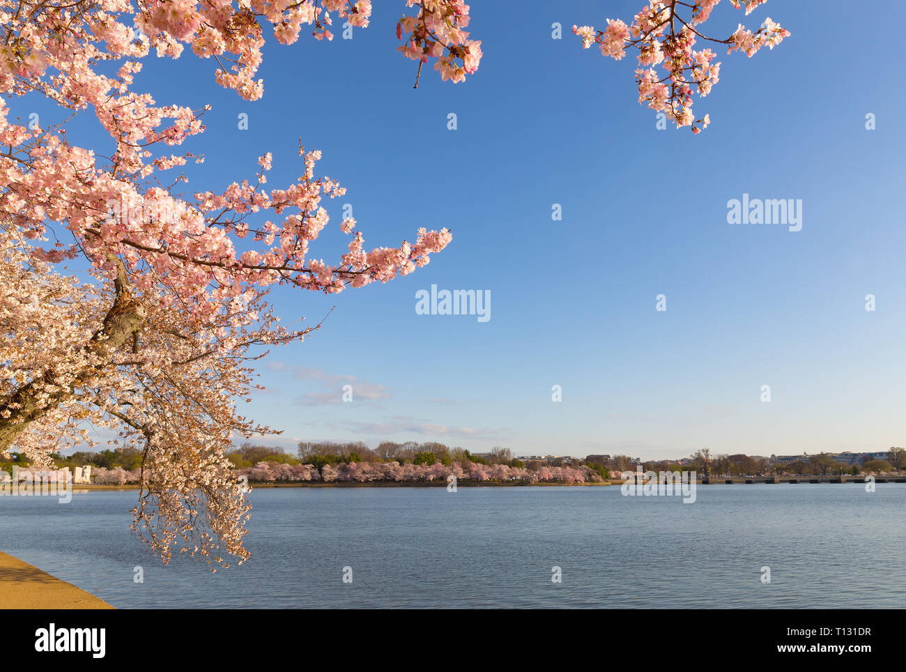Blossoming cherry trees around Tidal Basin in Washington DC, USA. US ...