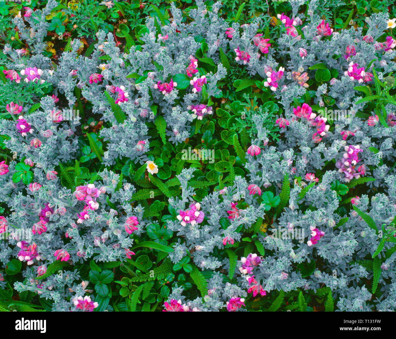 USA, California, Redwood National Park, Silky beach pea and beach ...
