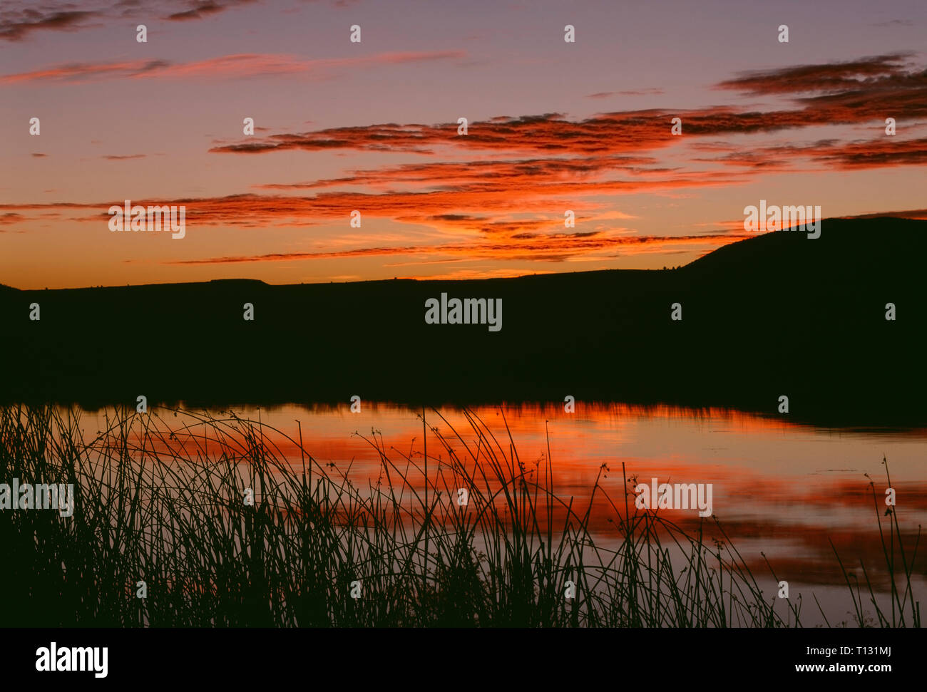 Cattails silhouette cattail hi-res stock photography and images - Alamy