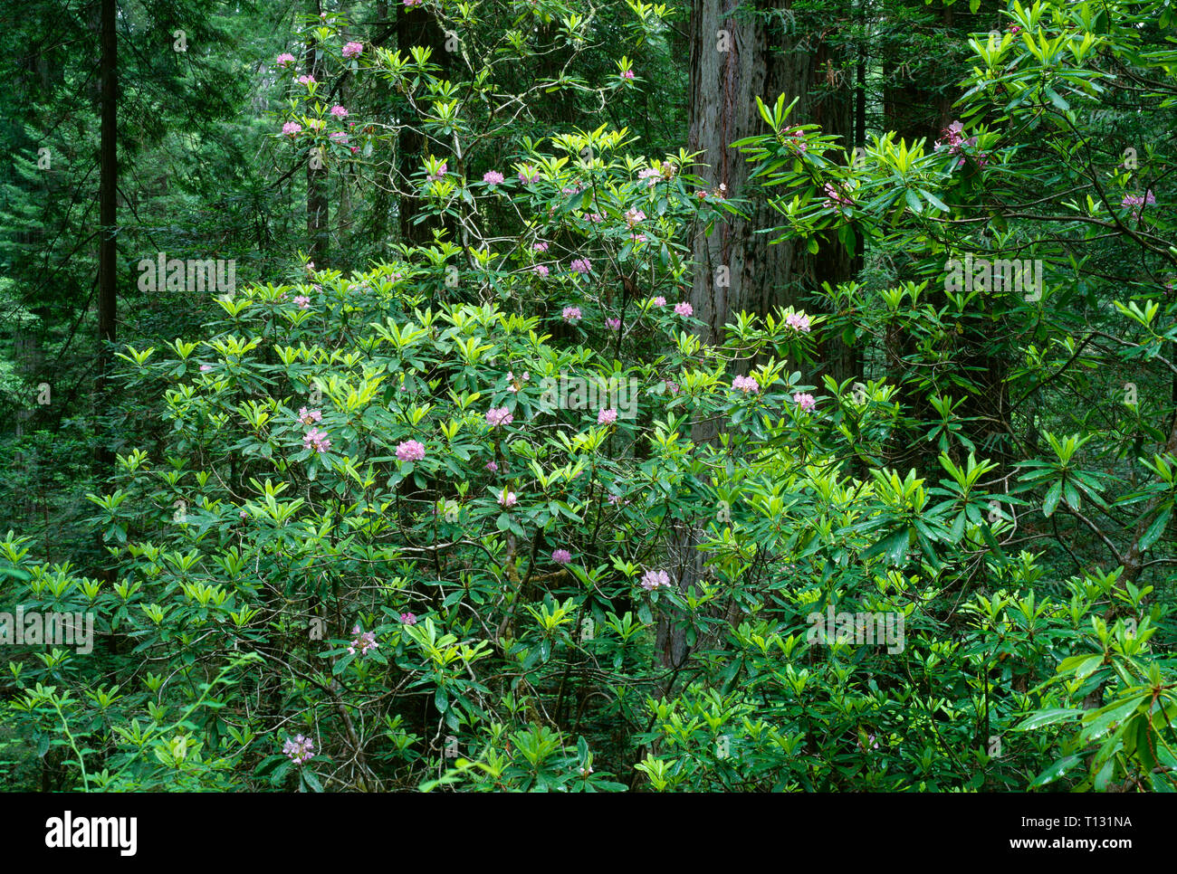 USA, California, Del Norte Coast Redwoods State Park, Pacific ...