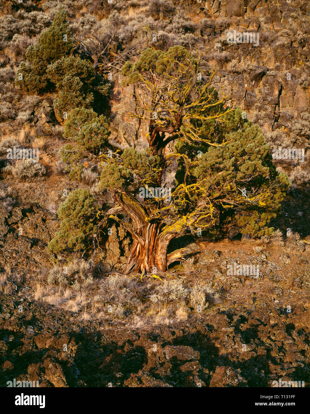 USA, California, Lava Beds National Monument, Mature western juniper ...