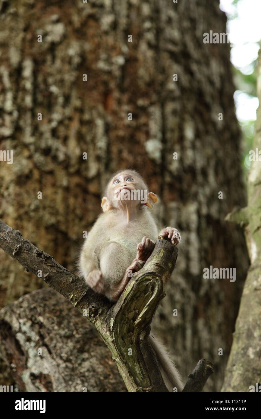 Monkey eating bark hi-res stock photography and images - Alamy