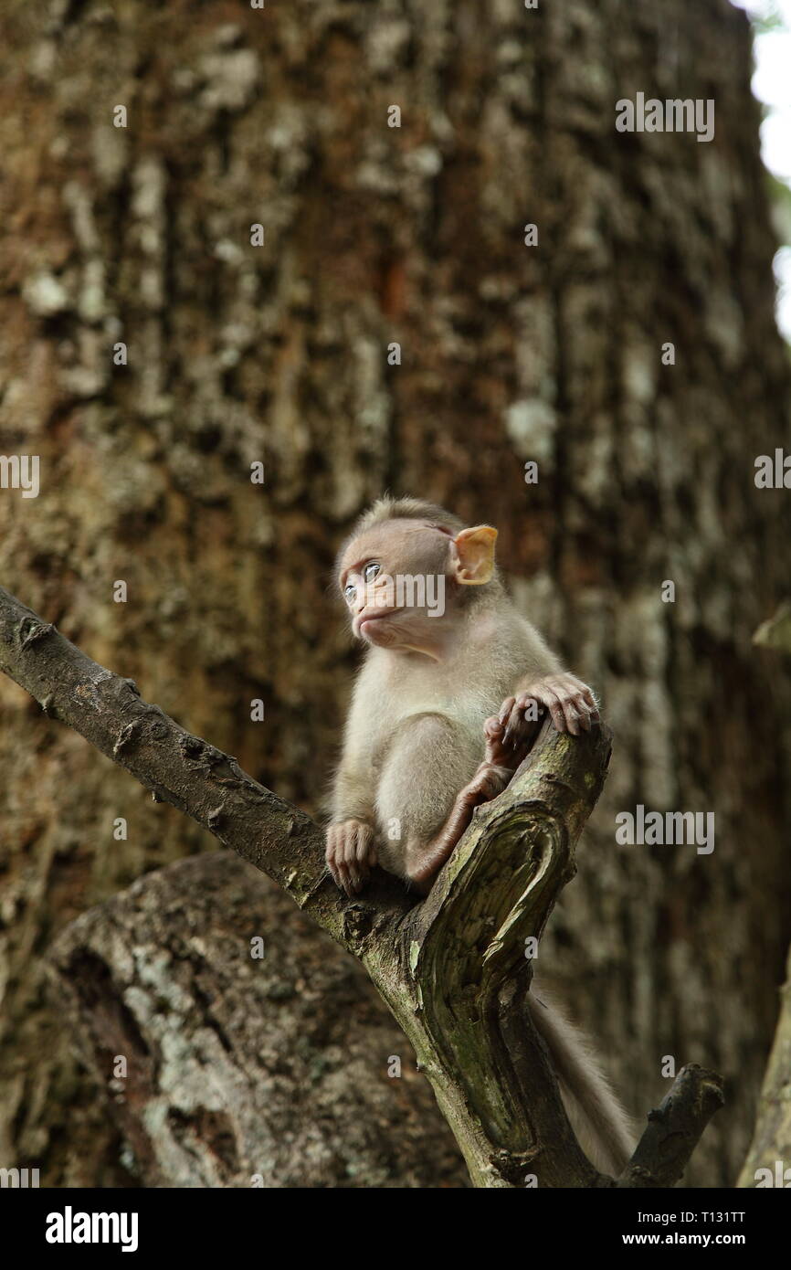 A baby monkey sitting on a tree branch Stock Photo - Alamy