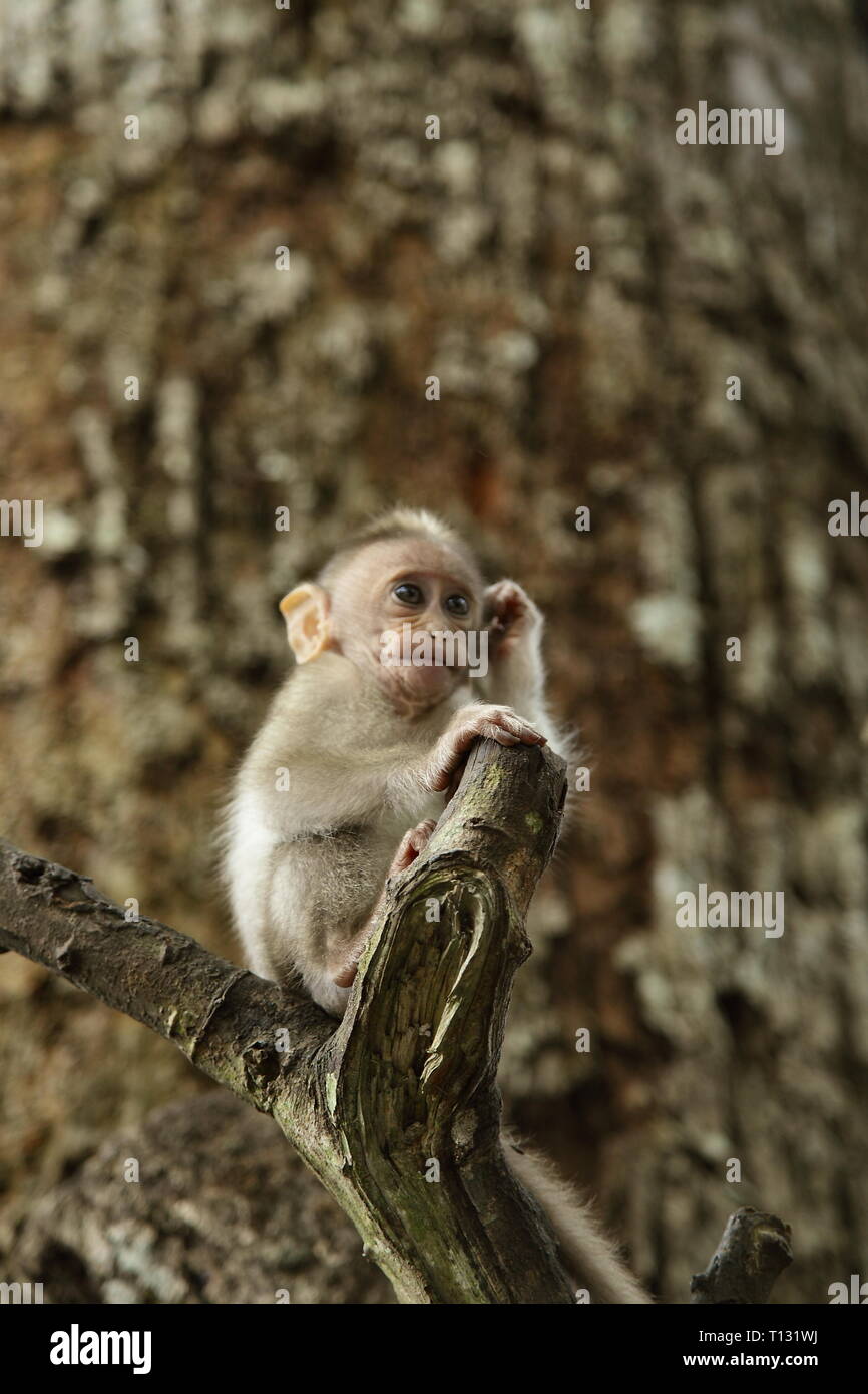 A baby monkey sitting on a tree branch Stock Photo - Alamy