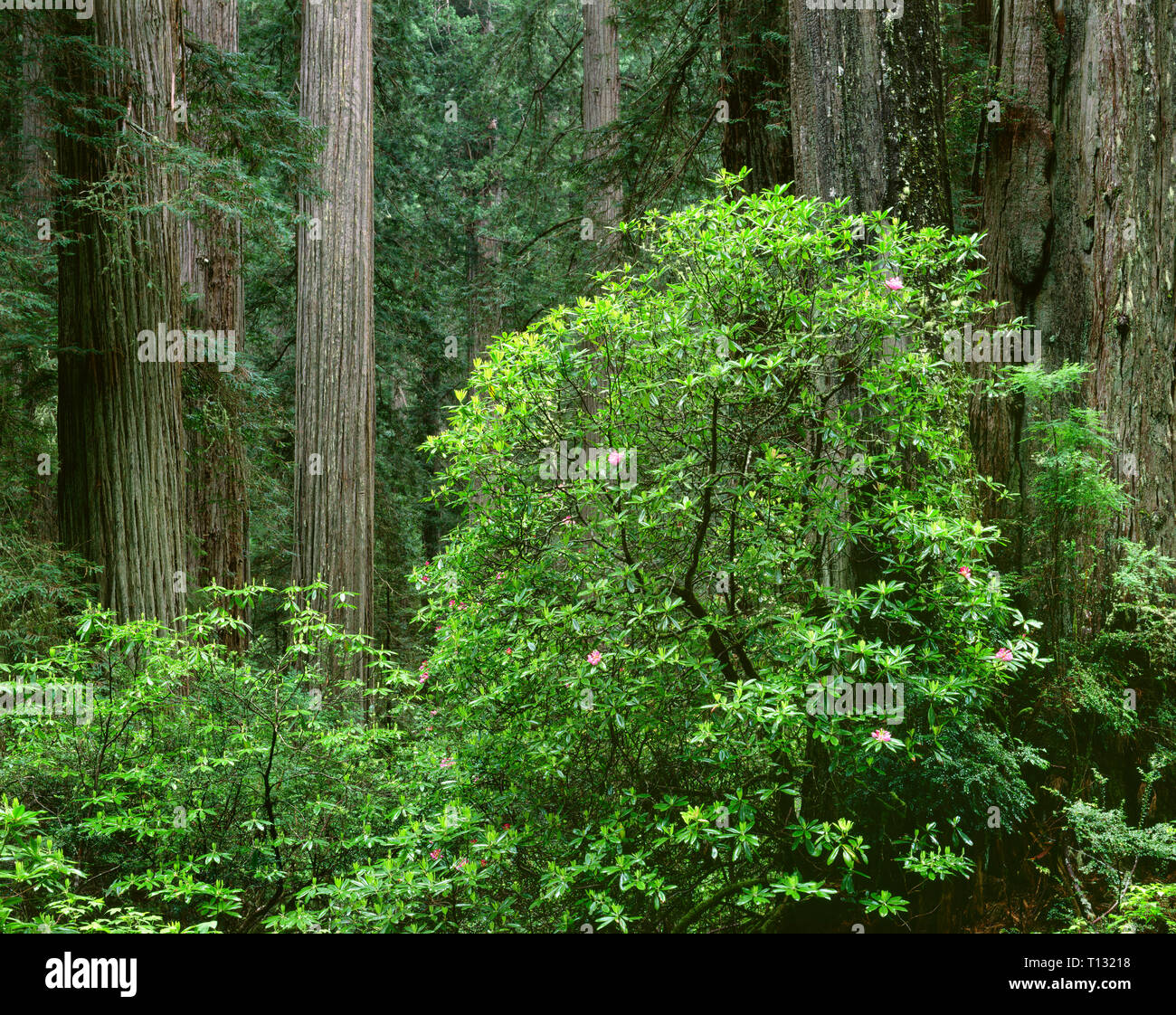 USA; California; Del Norte Coast Redwoods State Park; Redwoods tower ...