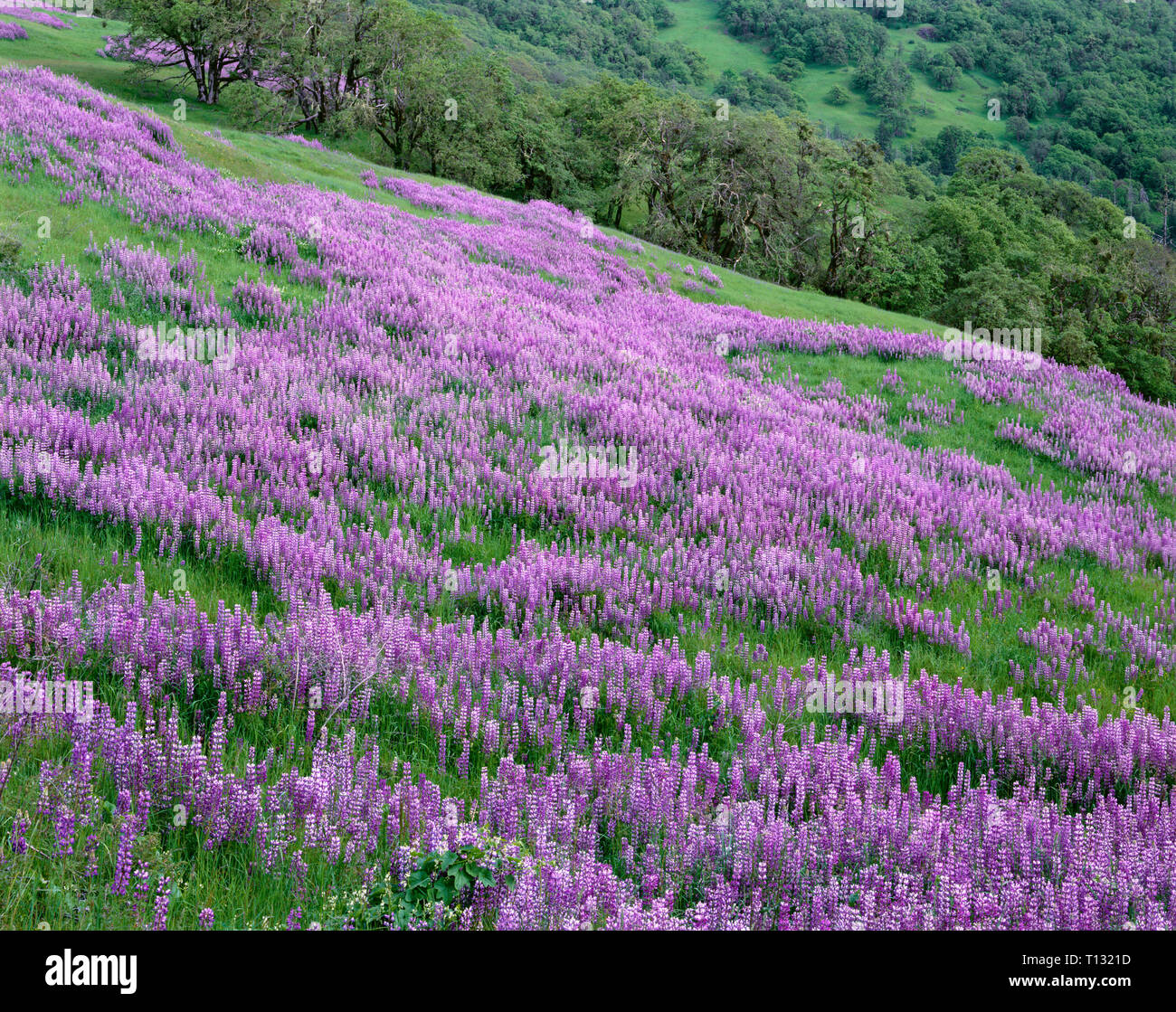 Lupinus rivularis hi-res stock photography and images - Alamy