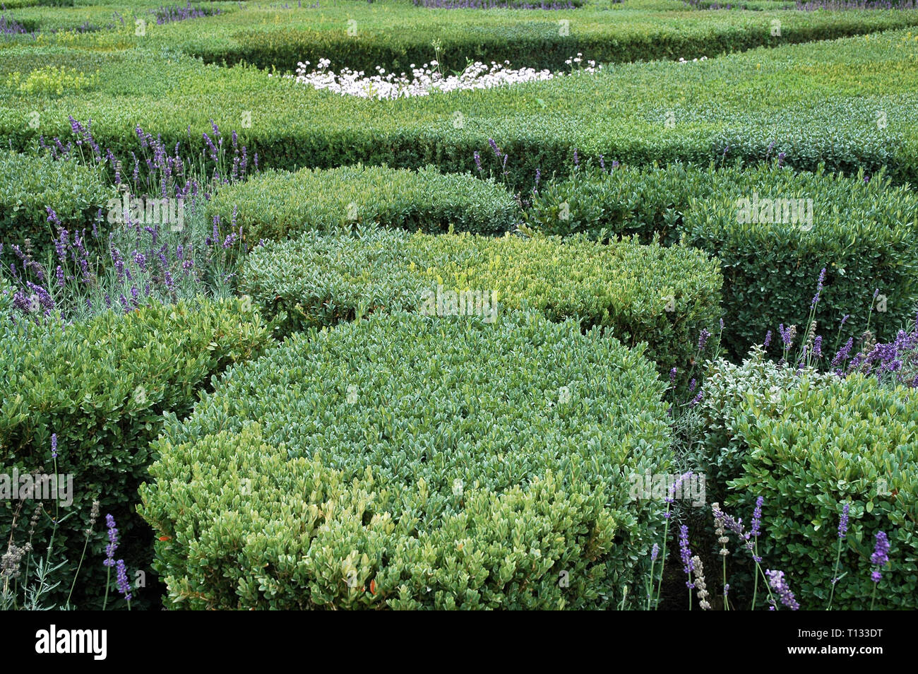 view over box hedges with lavender between them in formal garden of ...